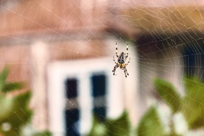 How to Get Rid of Spiders in the Garage | American Pest Control